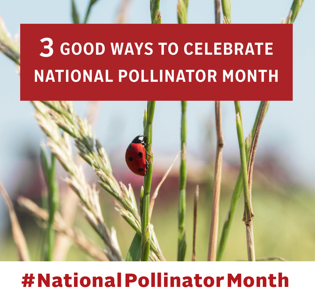 3 Ways to Celebrate National Pollinator Month – New Barn Organics